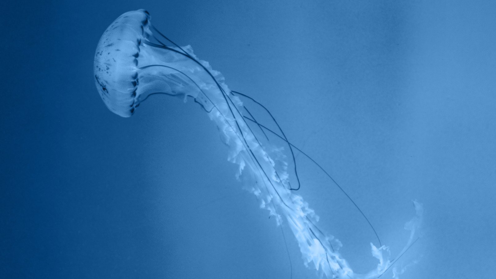 In a (Classic) Blue funk: Celebrating Pantone’s Colour of the Year 2020 ...