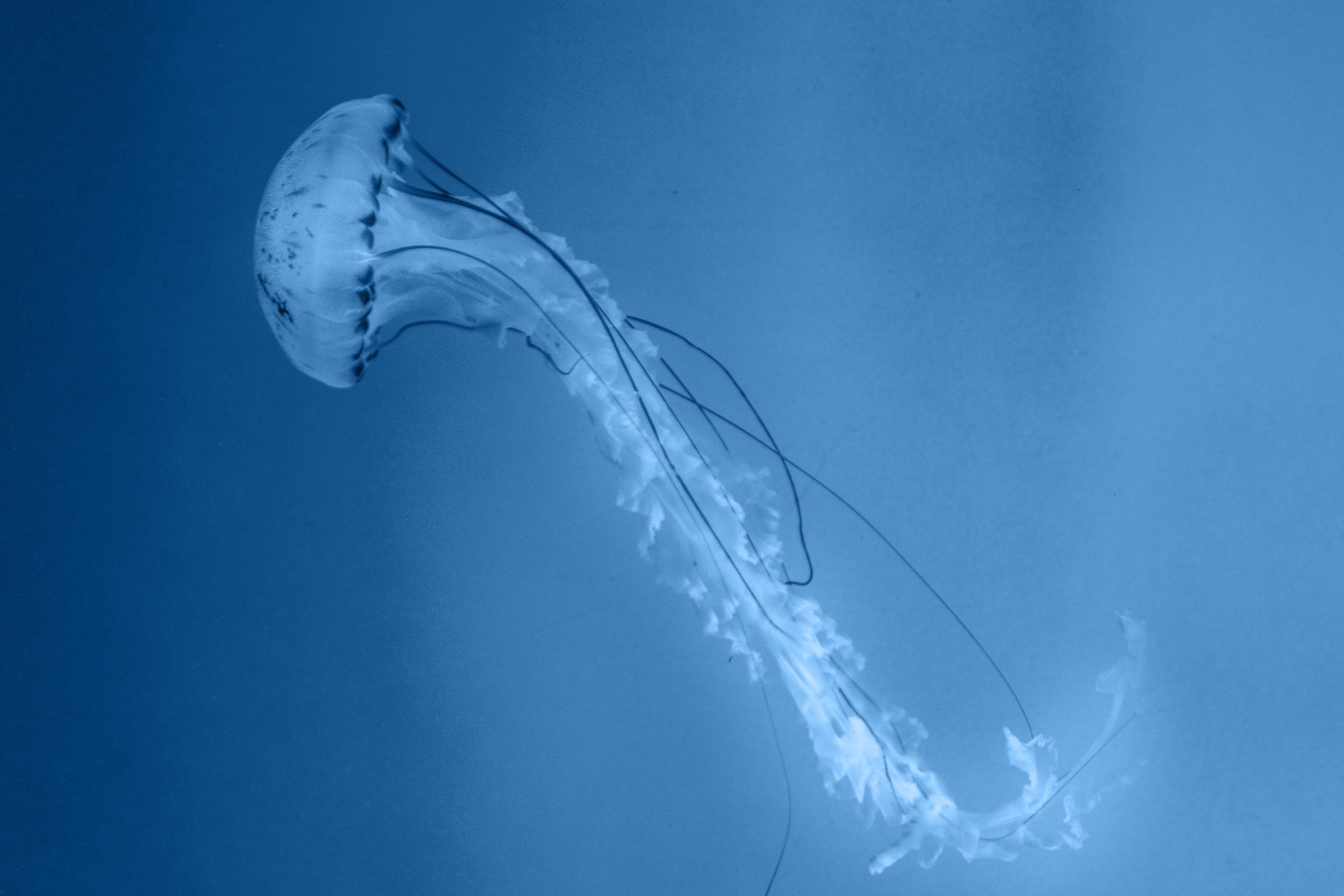 In a (Classic) Blue funk: Celebrating Pantone’s Colour of the Year 2020 ...